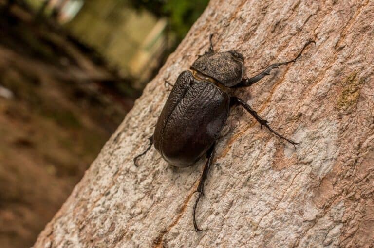 The 15 Largest Insects in the World (Biggest Bugs) | Ultimate Kilimanjaro