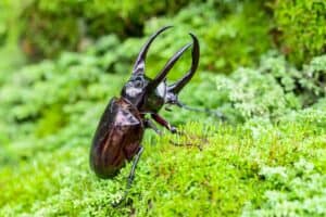 The 15 Largest Insects in the World (Biggest Bugs) | Ultimate Kilimanjaro