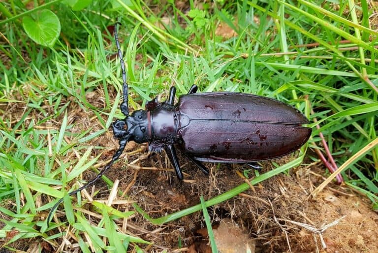The 15 Largest Insects in the World (Biggest Bugs) | Ultimate Kilimanjaro