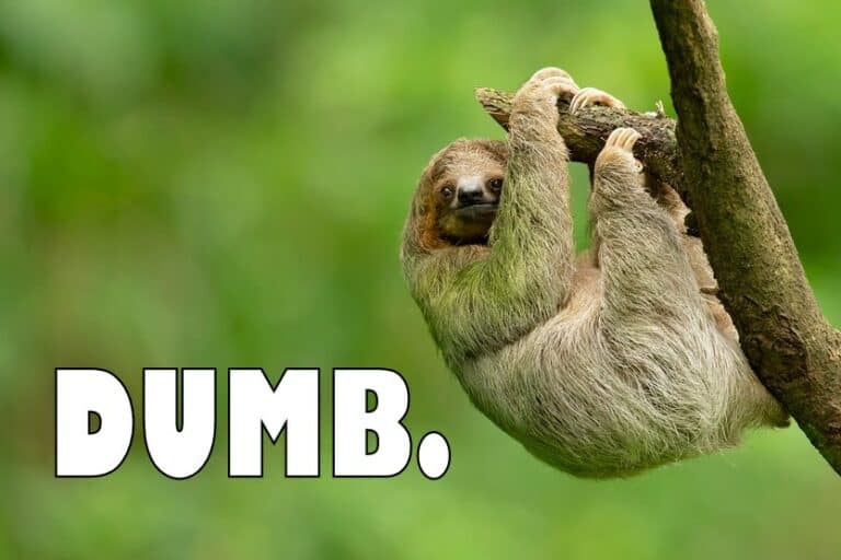 The World's Dumbest Animals (It's Not So Simple) | Ultimate Kilimanjaro