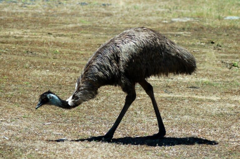 The World's Dumbest Animals (It's Not So Simple) | Ultimate Kilimanjaro