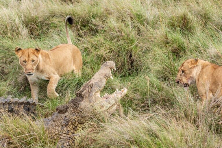 Enemies of the Pride: What Kills and Eats Lions? | Ultimate Kilimanjaro
