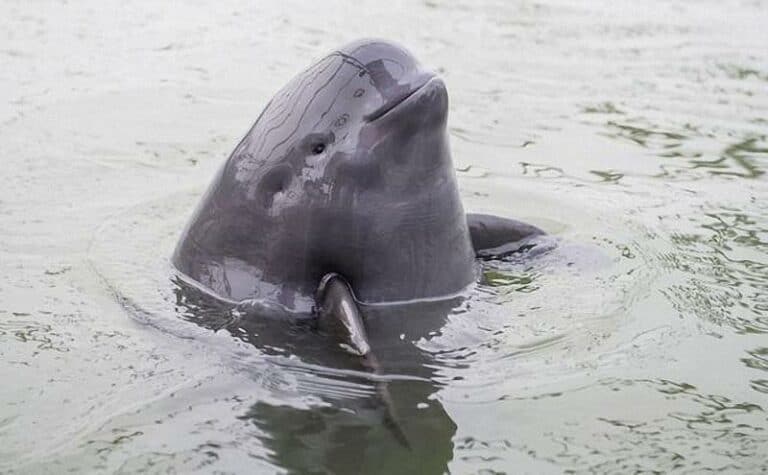 The 20 Rarest Animals in the World (Critically Endangered Species ...