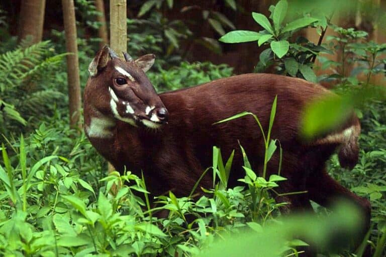 The 20 Rarest Animals in the World (Critically Endangered Species ...