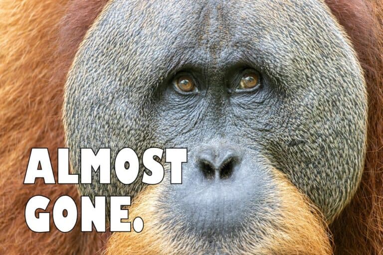 The 20 Rarest Animals in the World (Critically Endangered Species ...