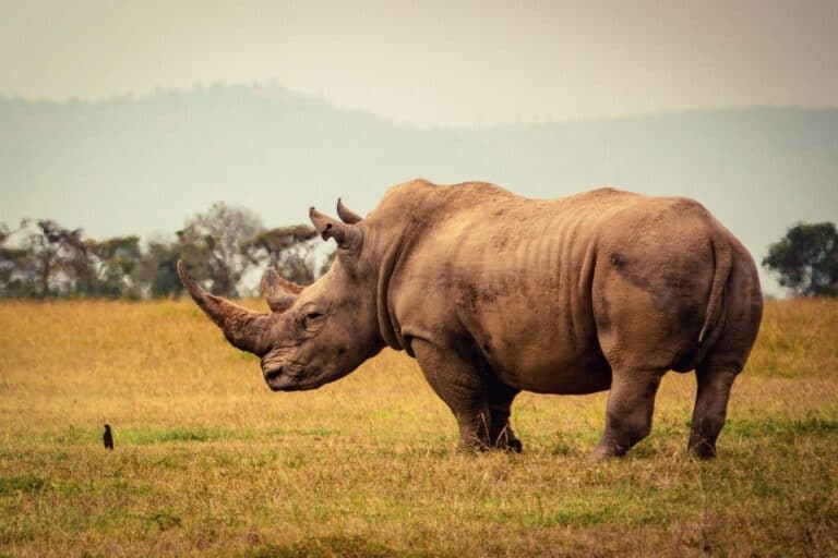 The 20 Rarest Animals in the World (Critically Endangered Species ...