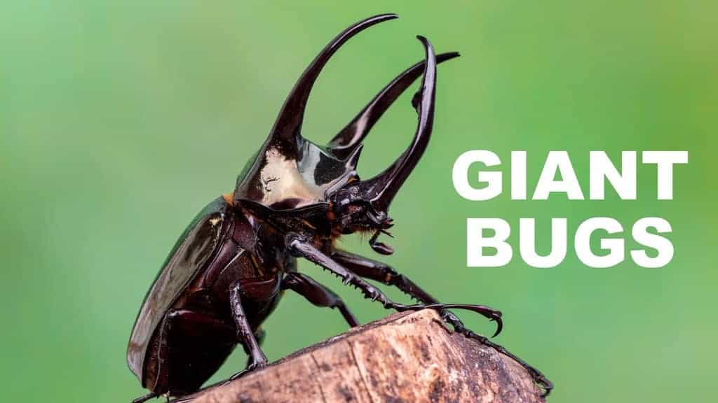 The 15 Largest Insects in the World (Biggest Bugs) | Ultimate Kilimanjaro