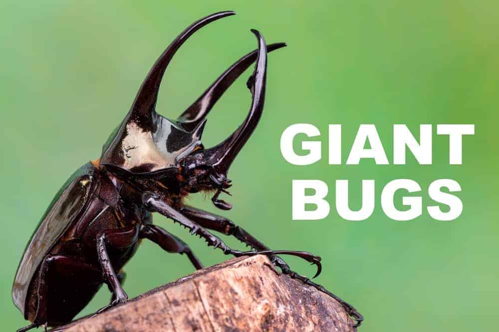 The 15 Largest Insects in the World (Biggest Bugs) | Ultimate Kilimanjaro