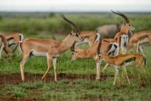 African Antelopes: Characteristics, Adaptations & Species List ...