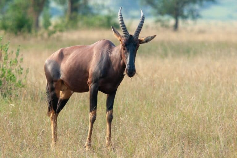 African Antelopes: Characteristics, Adaptations & Species List ...