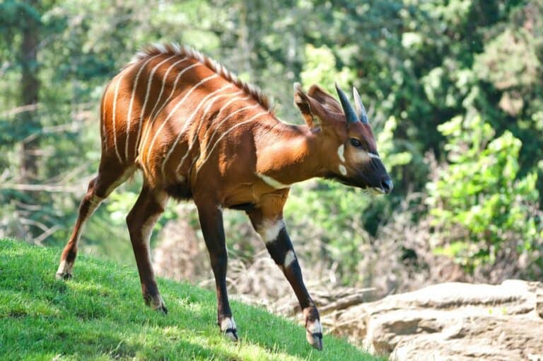 African Antelopes: Characteristics, Adaptations & Species List ...