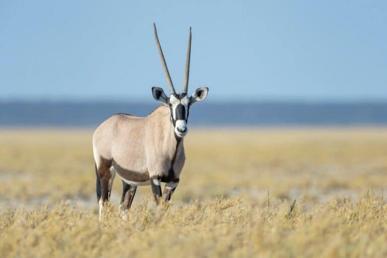 African Antelopes: Characteristics, Adaptations & Species List ...