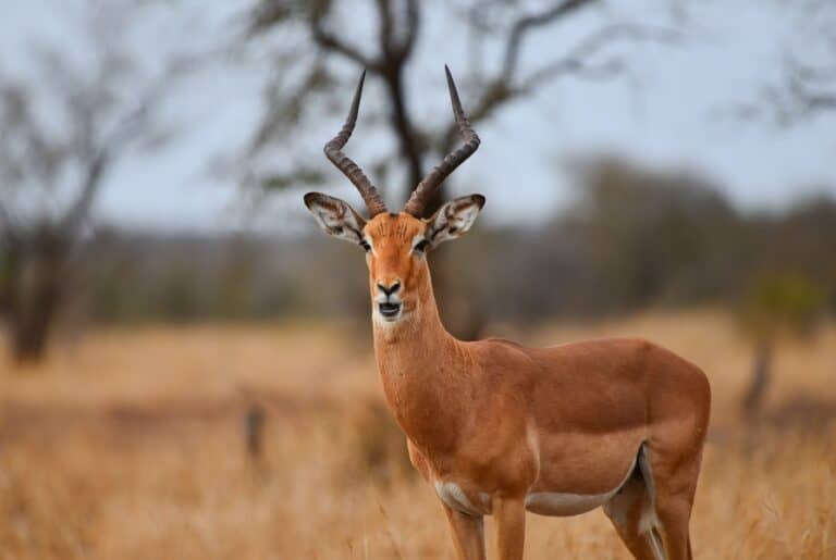 African Antelopes: Characteristics, Adaptations & Species List ...