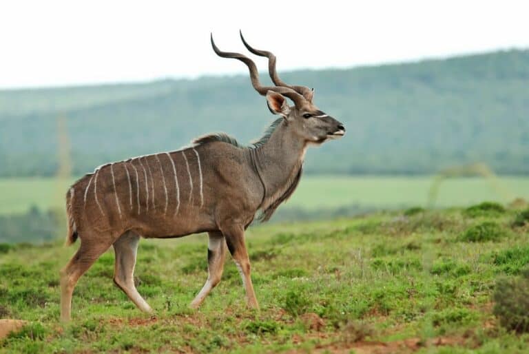 African Antelopes: Characteristics, Adaptations & Species List ...