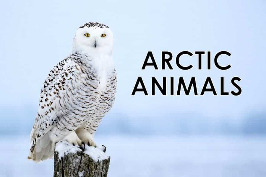Arctic Animals: Life and Survival on the Tundra | Ultimate Kilimanjaro