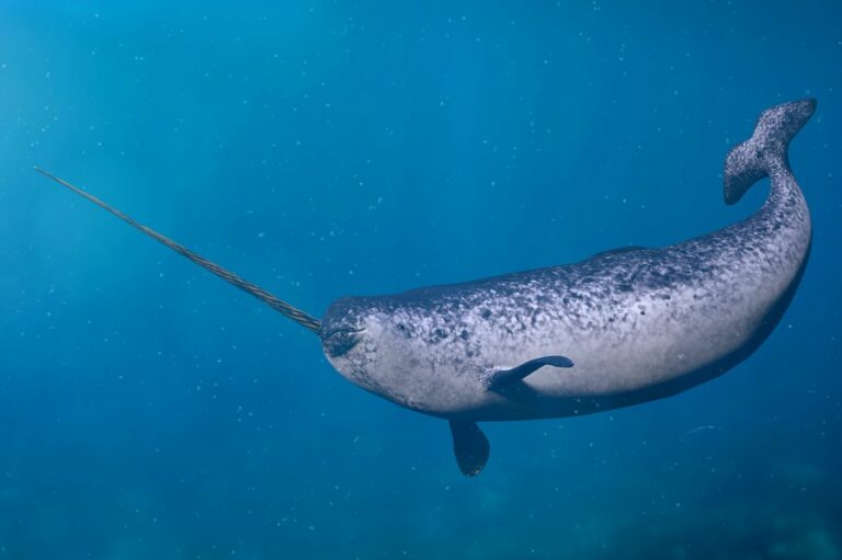 Tundra Animals of the Arctic, Antarctic & Alpine Zones (Photos ...