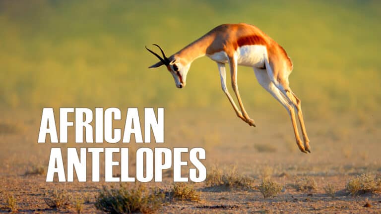 African Antelopes: Characteristics, Adaptations & Species List ...