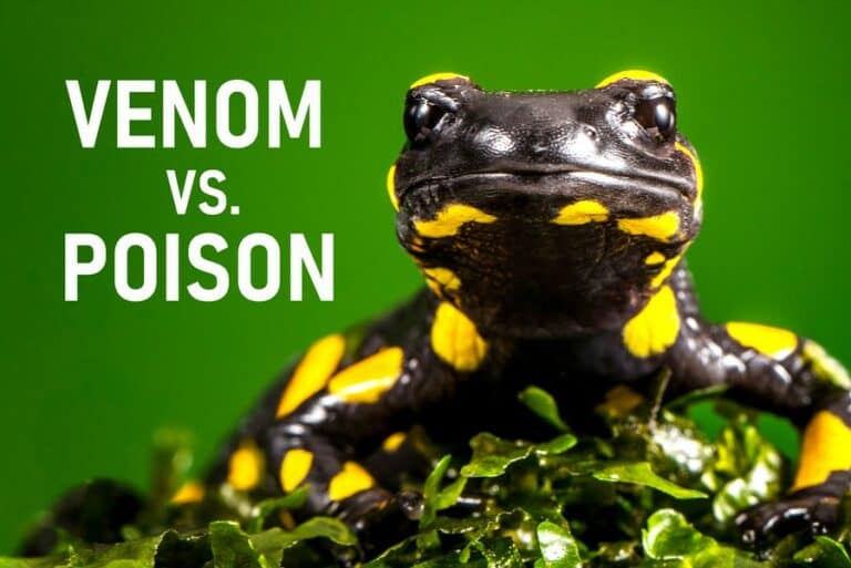 Venomous vs. Poisonous Animals: What's the Difference? | Ultimate ...