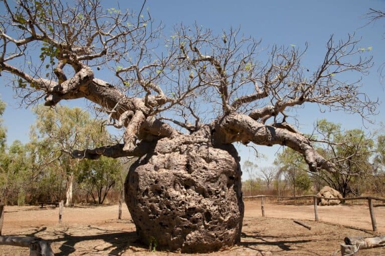 Baobab: Africa's Upside Down Tree | Ultimate Kilimanjaro