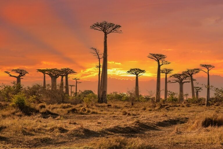 Baobab: Africa's Upside Down Tree | Ultimate Kilimanjaro