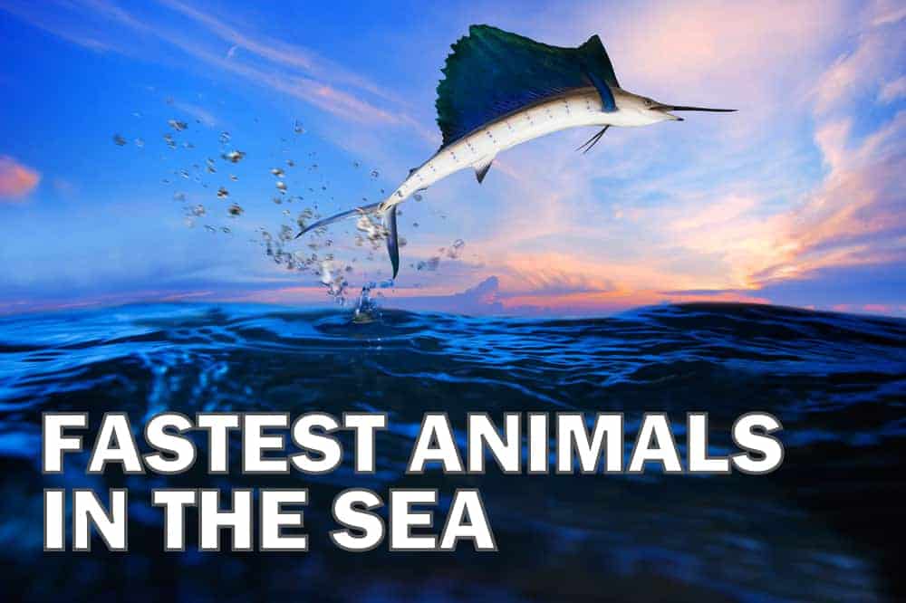 The 15 Fastest Animals in the Sea | Ultimate Kilimanjaro