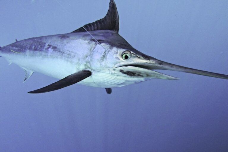 The 15 Fastest Animals in the Sea | Ultimate Kilimanjaro