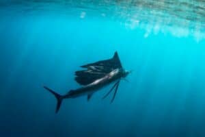 The 15 Fastest Animals in the Sea | Ultimate Kilimanjaro