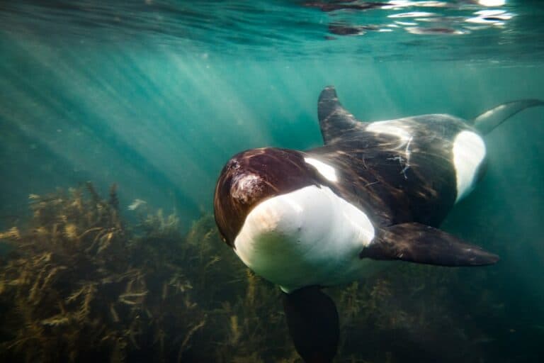 The 15 Fastest Animals in the Sea | Ultimate Kilimanjaro