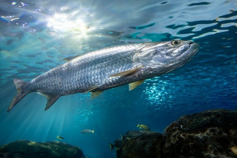 The 15 Fastest Animals in the Sea | Ultimate Kilimanjaro