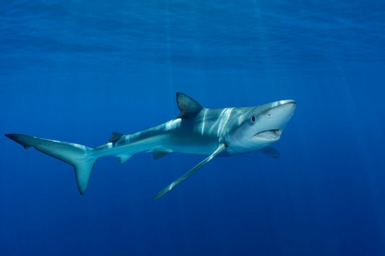 The 15 Fastest Animals in the Sea | Ultimate Kilimanjaro