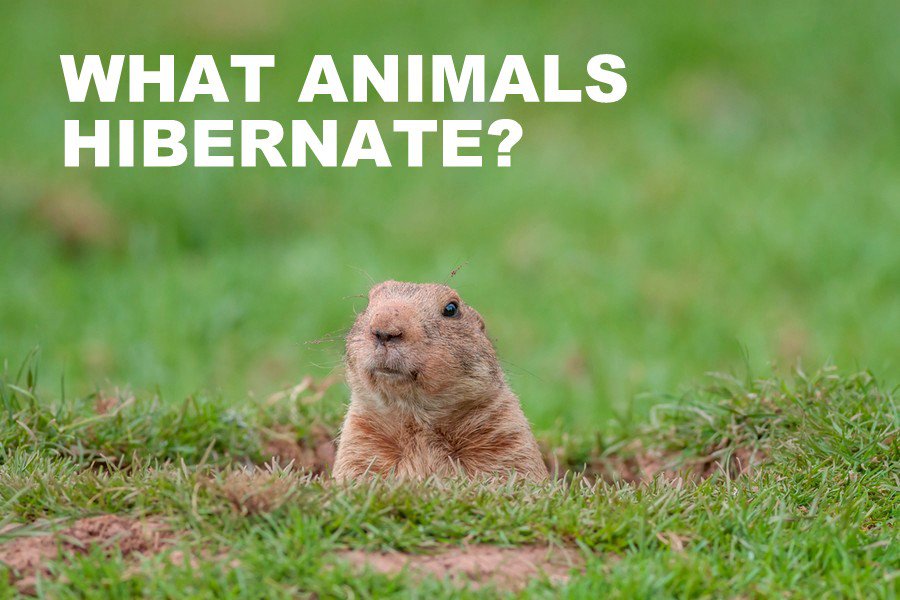 What Animals Hibernate? It's Not Just Bears | Ultimate Kilimanjaro