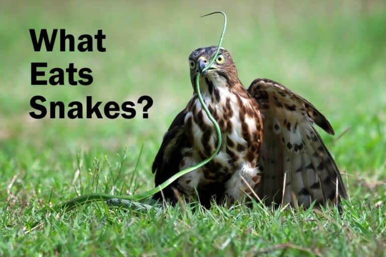 What Eats Snakes? These Animals Do | Ultimate Kilimanjaro