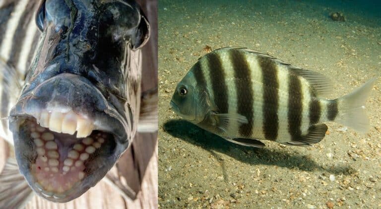 The 20 Ugliest Fish in the Ocean (With Photos) | Ultimate Kilimanjaro