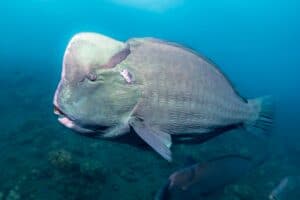 The 20 Ugliest Fish in the Ocean (With Photos) | Ultimate Kilimanjaro
