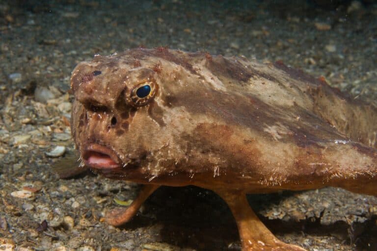 The 20 Ugliest Fish in the Ocean (With Photos) | Ultimate Kilimanjaro