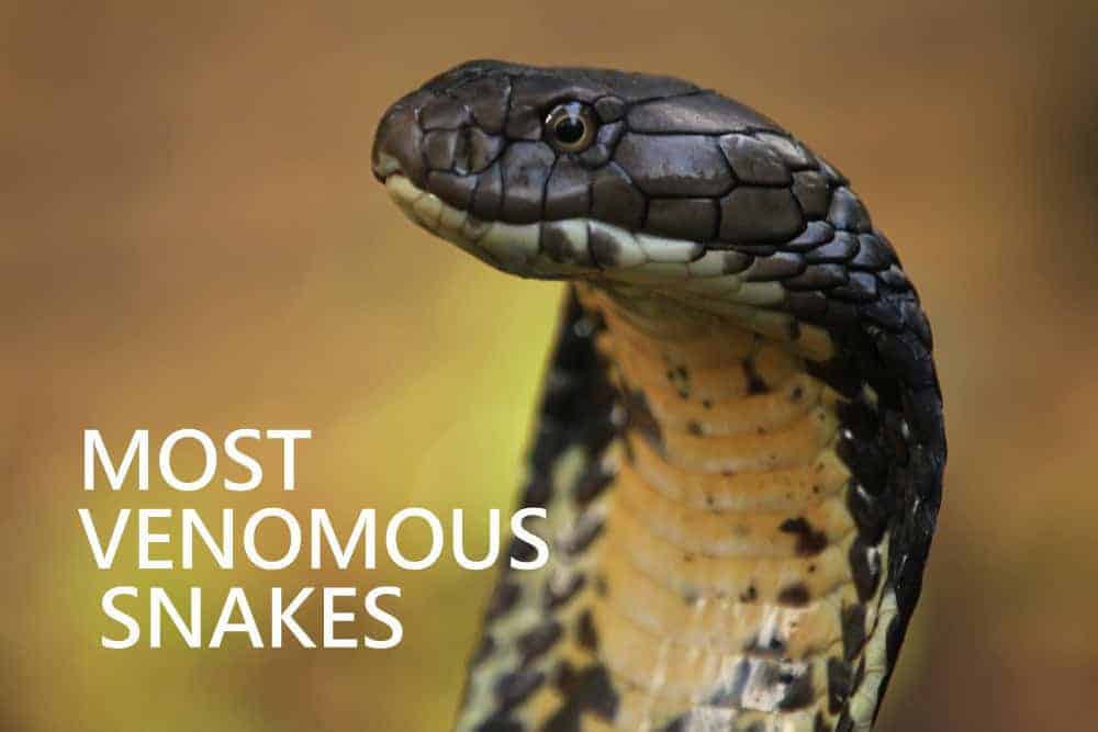 The World's 12 Most Venomous Snakes (Deadly) | Ultimate Kilimanjaro