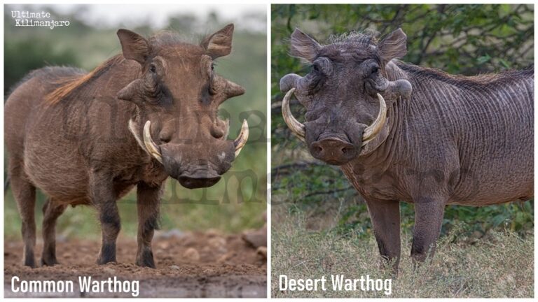 10 Fun Facts About Warthogs | Ultimate Kilimanjaro