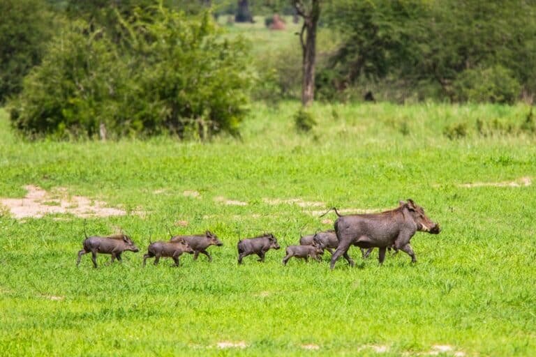 10 Fun Facts About Warthogs | Ultimate Kilimanjaro