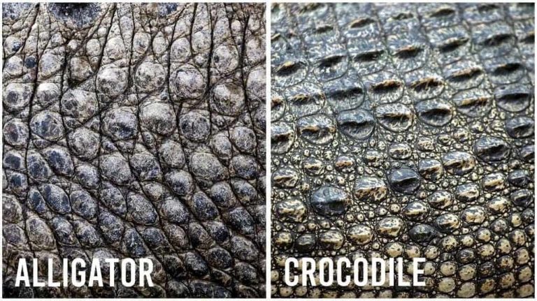 Alligator vs. Crocodile: What's the Difference? | Ultimate Kilimanjaro