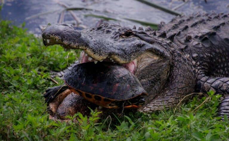 Alligator vs. Crocodile: What's the Difference? | Ultimate Kilimanjaro