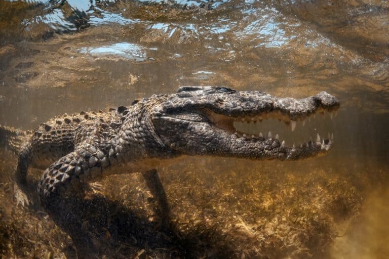 Alligator vs. Crocodile: What's the Difference? | Ultimate Kilimanjaro