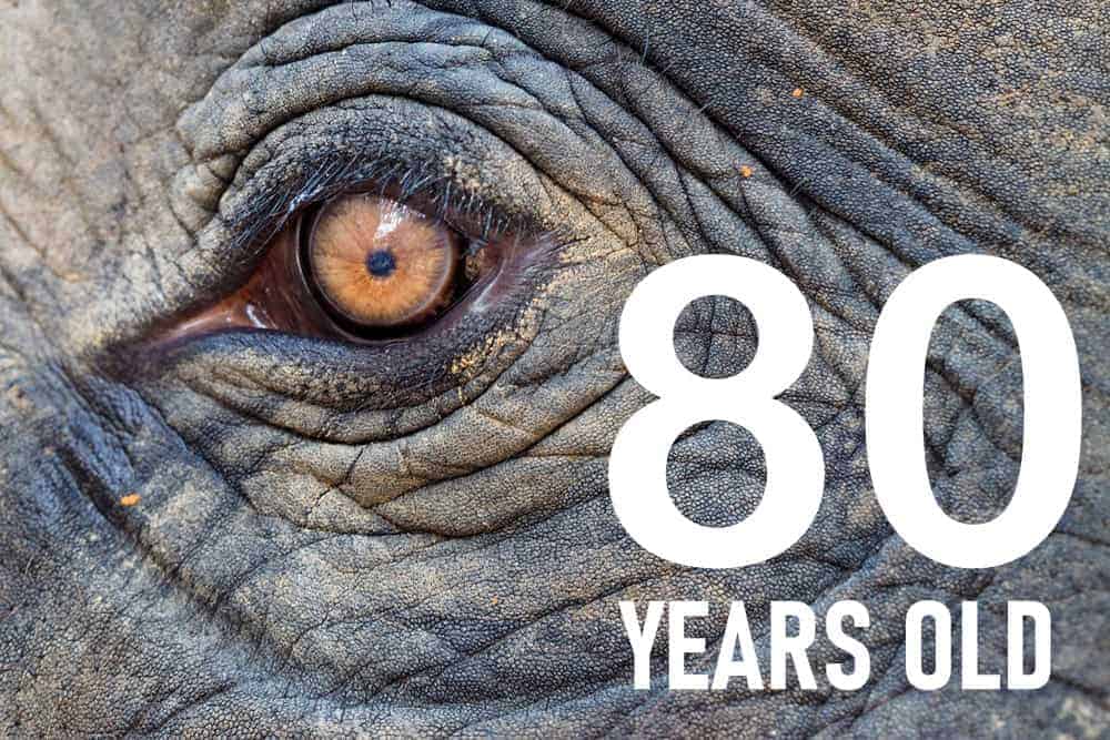 The 21 Longest Living Animals in the World (Lifespan) | Ultimate ...