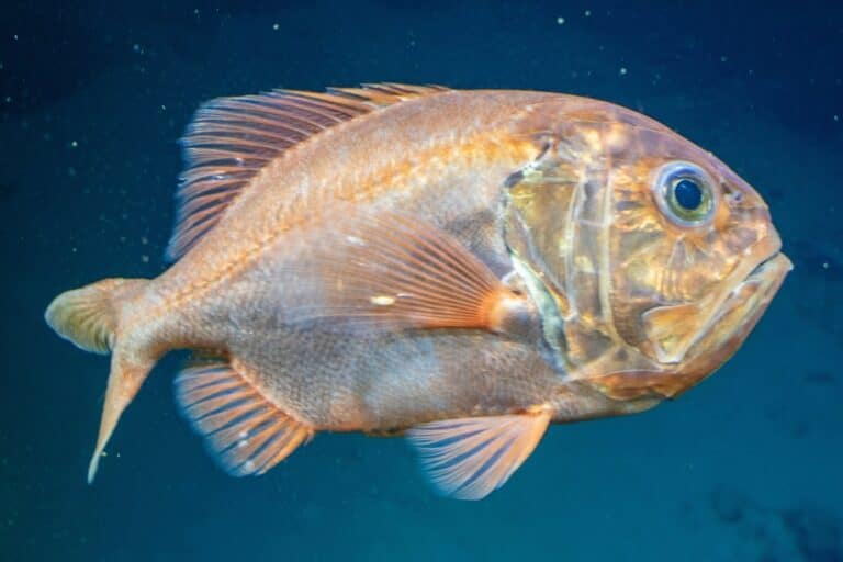 The 21 Longest Living Animals in the World (Lifespan) | Ultimate ...