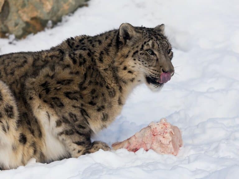 10 Fun Facts About Snow Leopards | Ultimate Kilimanjaro