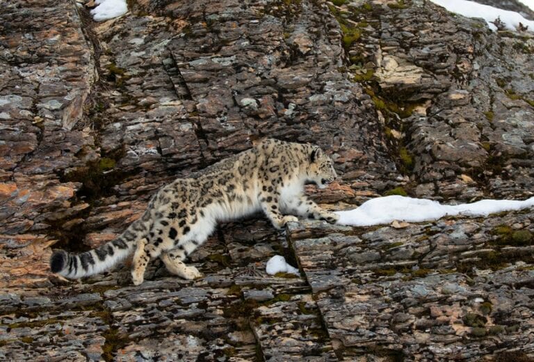 10 Fun Facts About Snow Leopards | Ultimate Kilimanjaro