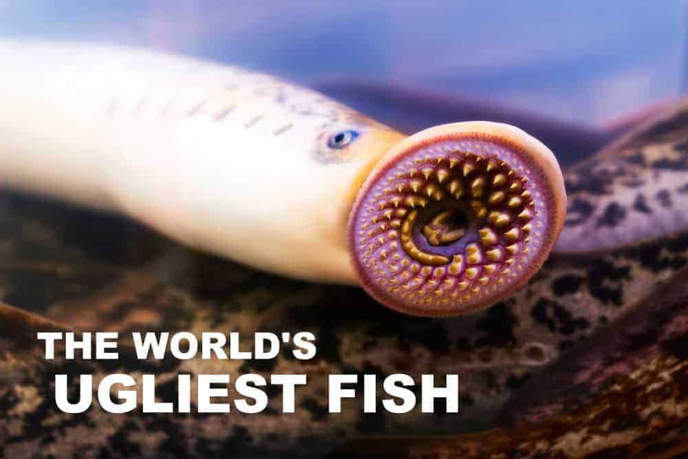 The 20 Ugliest Fish in the Ocean (With Photos) | Ultimate Kilimanjaro