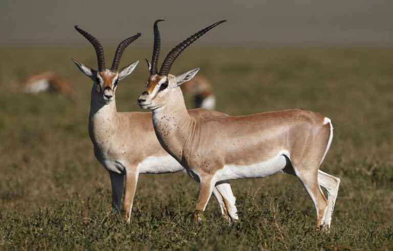 Antelope vs. Gazelle: What's the Difference? | Ultimate Kilimanjaro