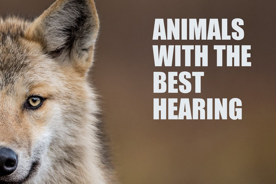 What Animals Have the Best Hearing? | Ultimate Kilimanjaro