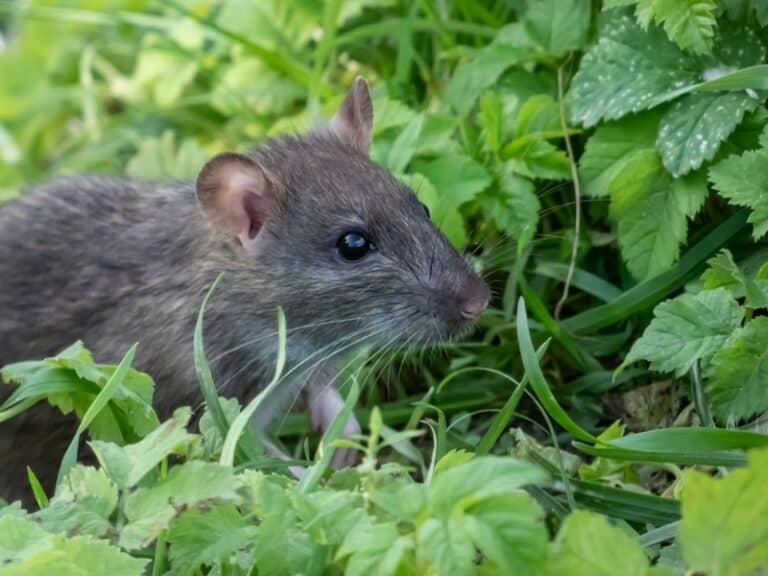 What Animals Have the Best Hearing? | Ultimate Kilimanjaro