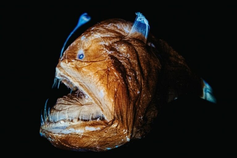 Anglerfish: The Fish With Light on Its Head | Ultimate Kilimanjaro